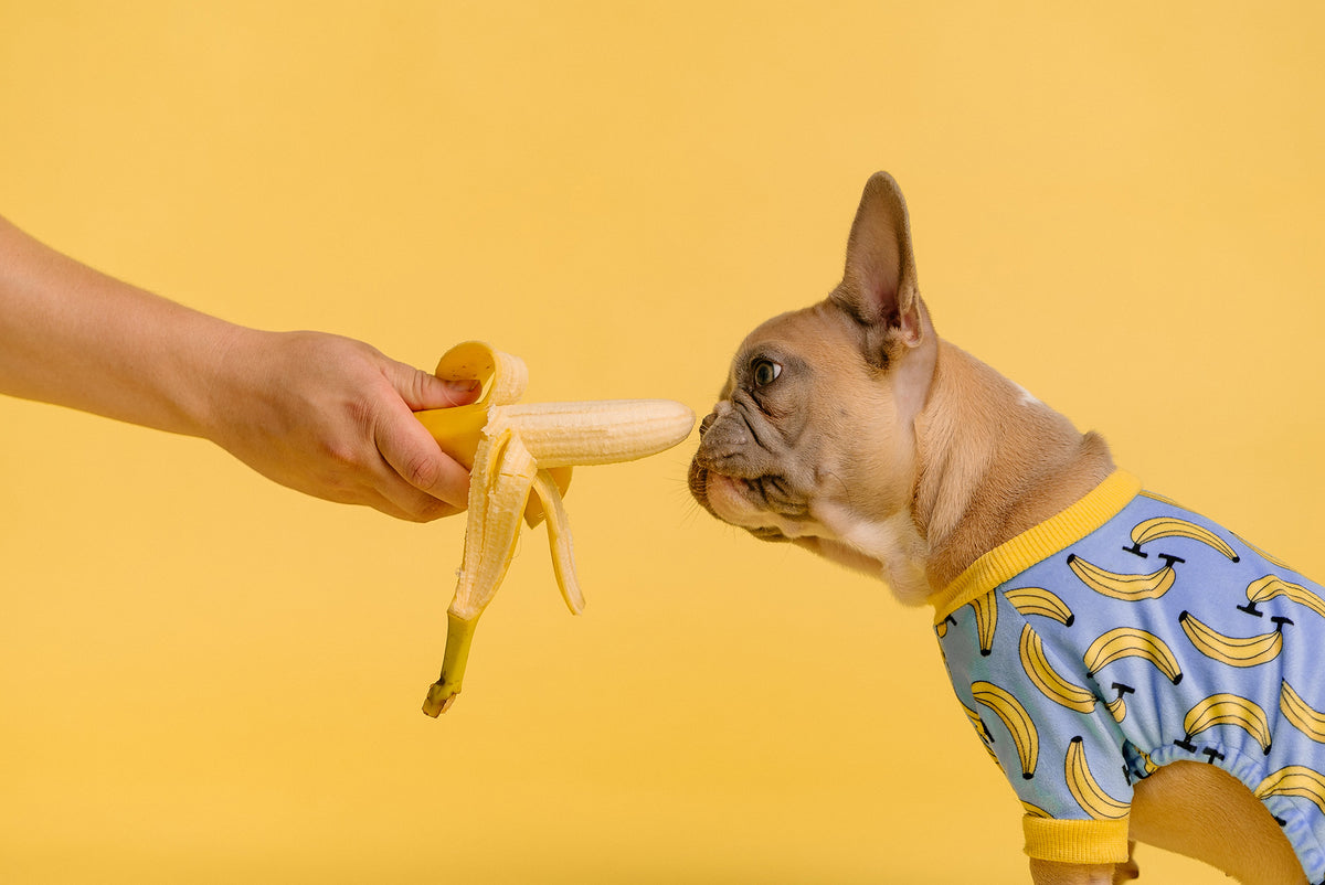 Dogs Are Omnivoures Real Dog Food dogs-are-omnivoures-real-dog-food